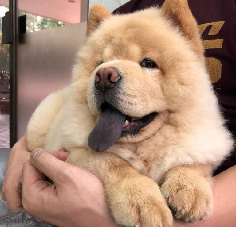 14 Funny Chow Chows That Will Make Your Day - PetPress