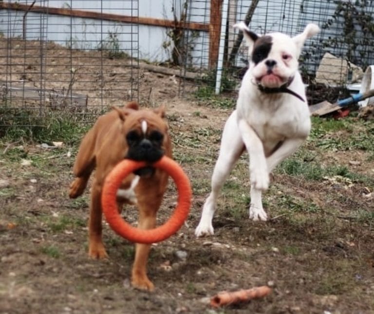 14 Reasons You Should Avoid Boxer Dogs At All Costs - PetPress
