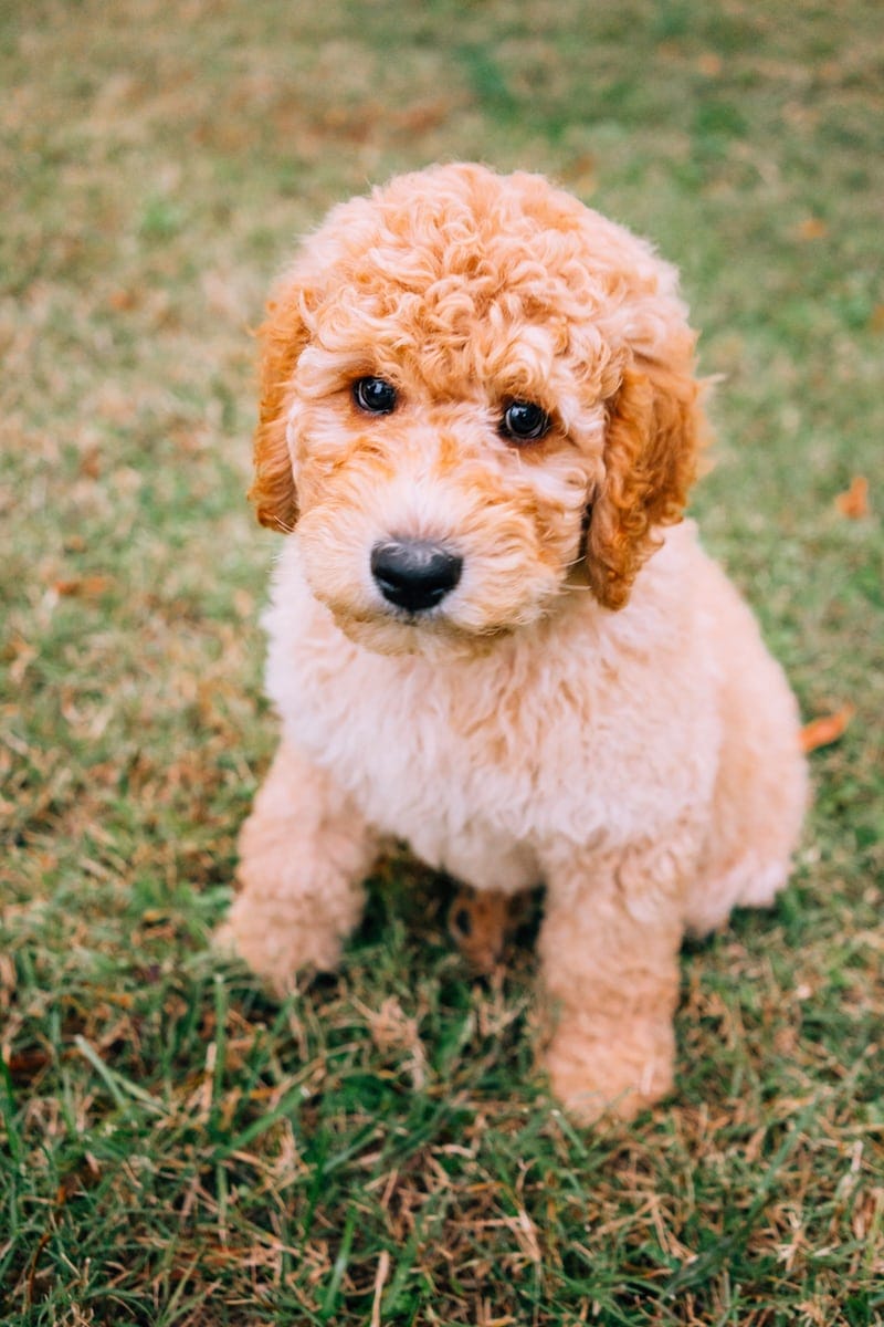 14 Reasons Why Poodles and Doodle Dogs Are Best Of The Best - Page 2 of ...