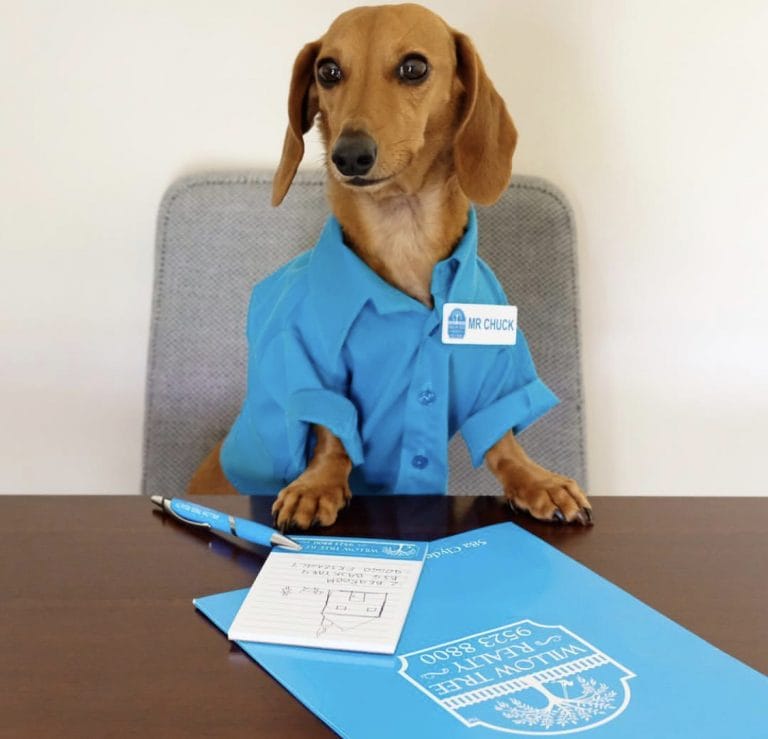 The 14 Best Jobs For Dachshunds - PetPress
