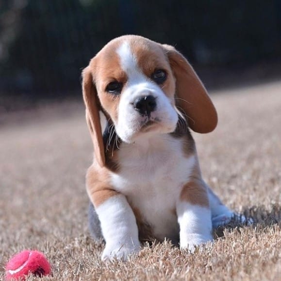 14 Proofs That The Beagle Is The Perfect Companion For The Baby - PetPress