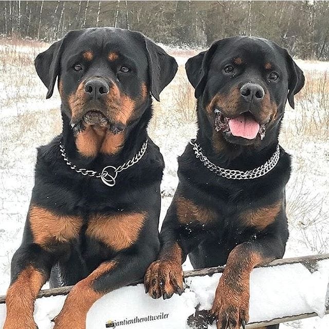 14 Fun Facts You Probably Didn't Know About Rottweilers - PetPress