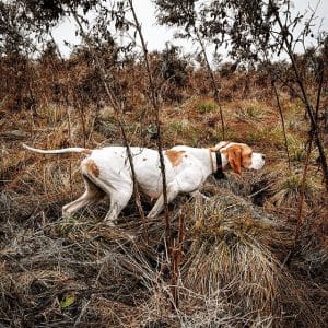 14 Amazing Facts About English Pointers - PetPress