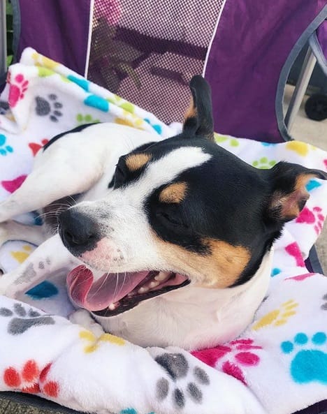 14 Funny Pictures Explaining Why People Choose Rat Terriers - PetPress