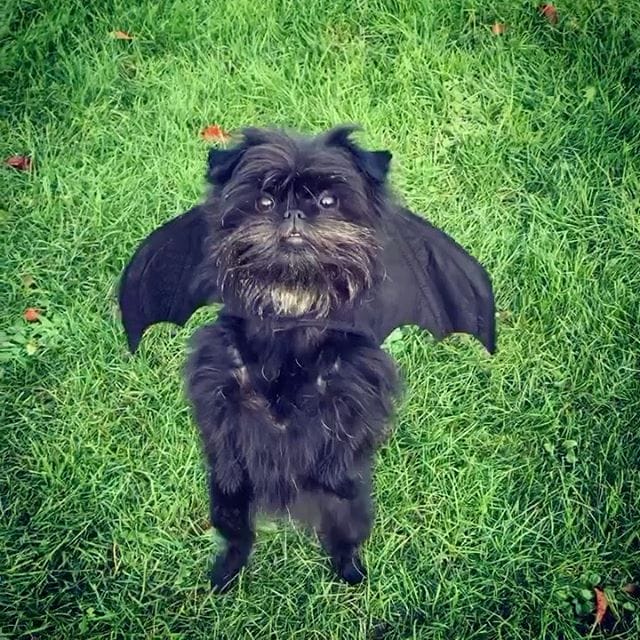 14 Things You Didn’t Know About the Affenpinscher - PetPress