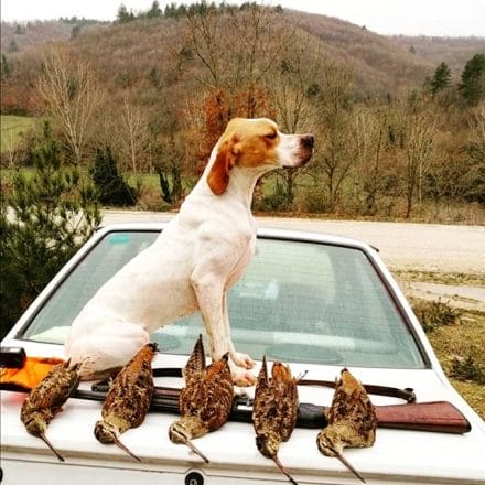 14 Amazing Facts About English Pointers - PetPress