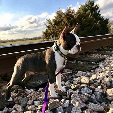 15 Interesting Facts About Boston Terriers - PetPress