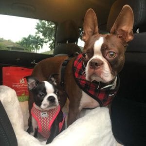 15 Interesting Facts About Boston Terriers - PetPress