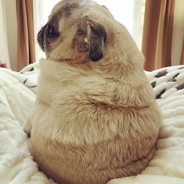 14 Interesting Facts About Pugs You May Not Know About - PetPress