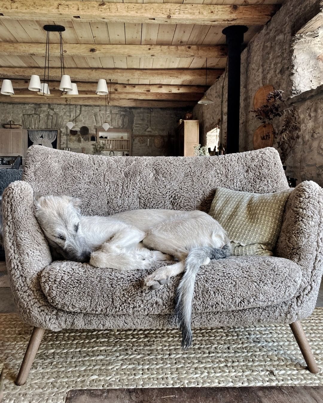 14 Interesting Facts You Never Knew About The Irish Wolfhound - PetPress