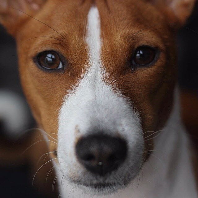 14 Amazing Facts About the Basenjis - PetPress