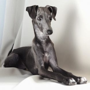 14 Elegant Facts About Whippets - PetPress