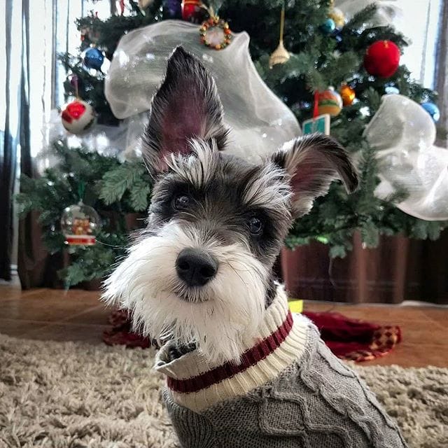 14 Interesting Facts About Schnauzers - PetPress