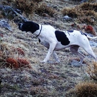 14 Amazing Facts About English Pointers - PetPress