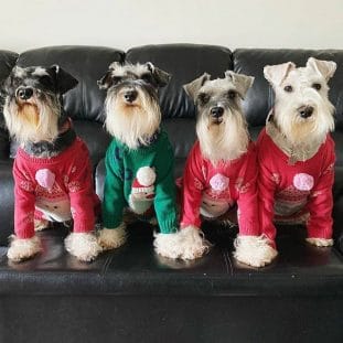 14 Interesting Facts About Schnauzers - PetPress