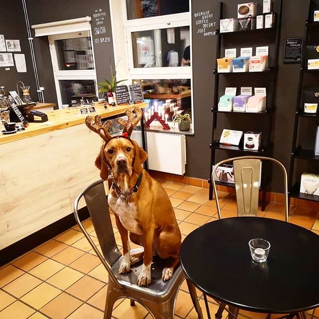 14 Amazing Facts About English Pointers - Page 2 of 3 - PetPress