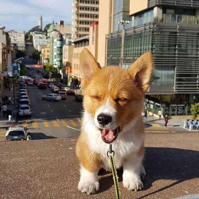 14 Of The Cutest Corgis You’ve Ever Seen! - PetPress