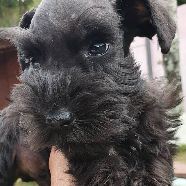 14 Interesting Facts About Schnauzers - PetPress