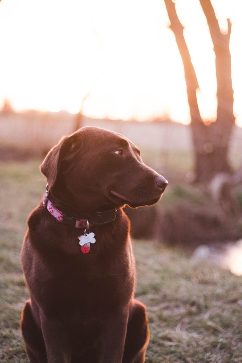 14 Reasons Why Labrador Retriever Is The Best Creature In The World ...