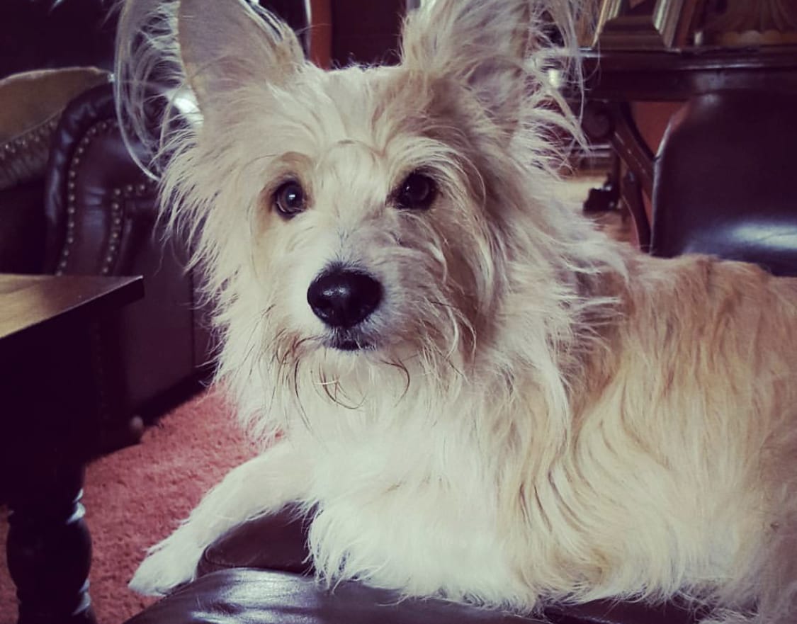 The 14 Cutest Corgi Mixes That You’ve Ever Seen - PetPress
