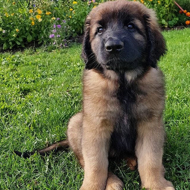 15 Impressive Facts About the Leonberger - PetPress