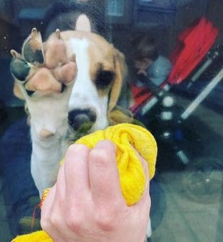 14 Funny Pictures Explaining Why You Should Never Own Beagles - PetPress