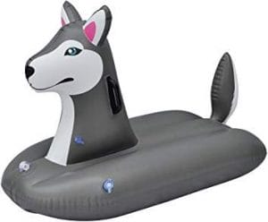 14 Things That All Husky Lovers Must Have - PetPress