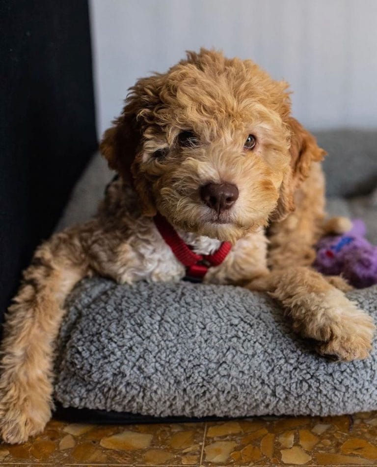 14 Facts You Need To Know About The Lagotto Romagnolo - PetPress