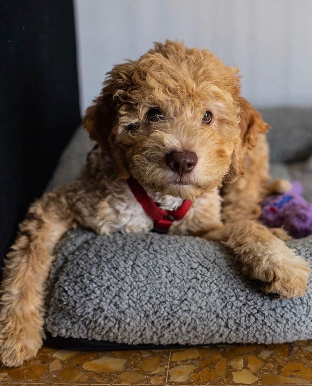 14 Facts You Need To Know About The Lagotto Romagnolo - PetPress