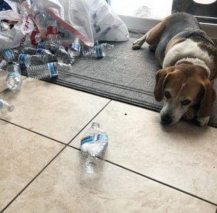 14 Funny Pictures Explaining Why You Should Never Own Beagles - PetPress