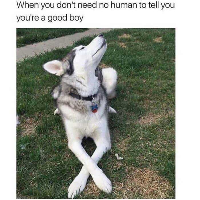 15 of the Best Siberian Husky Memes - Page 3 of 3 - PetPress