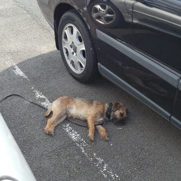 14 Border Terrier Pics Only Their Owners Will Understand - Page 2 of 3 ...