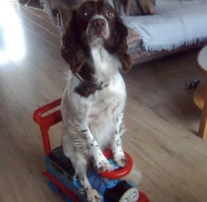 14 Funny Springer Spaniel Memes - PetPress