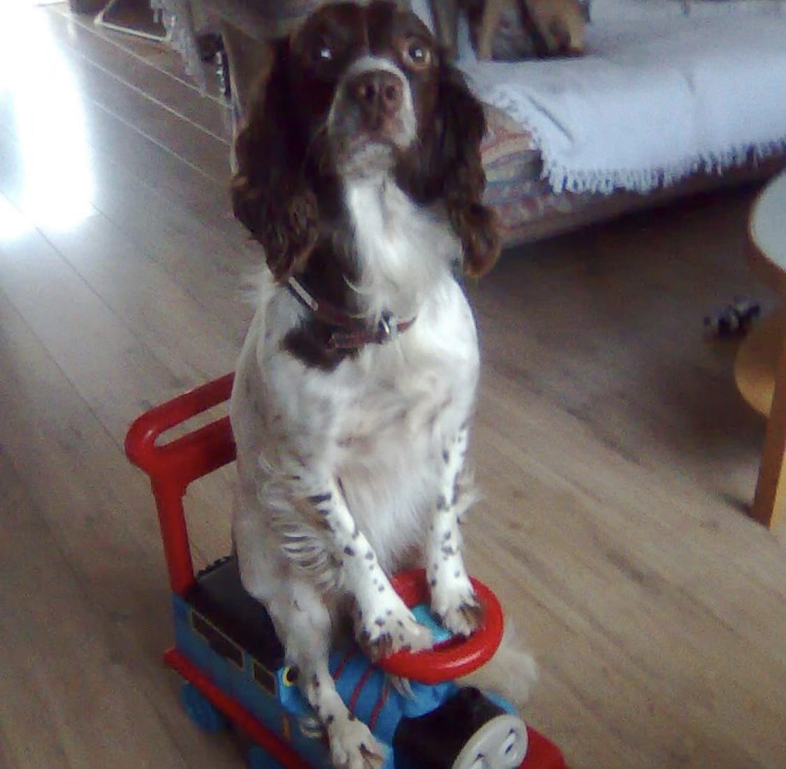 14 Funny Springer Spaniel Memes - PetPress
