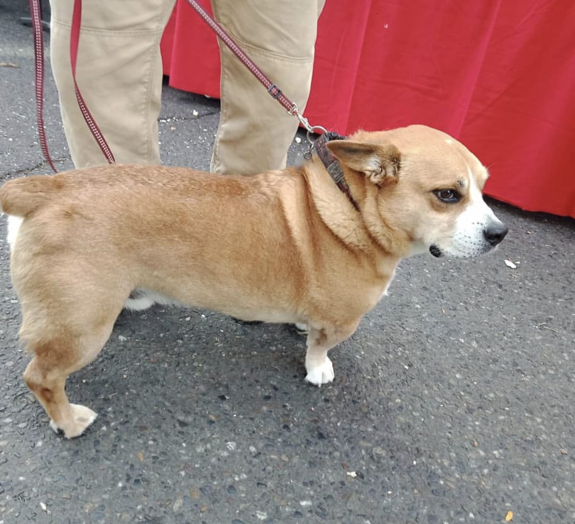 The 14 Cutest Corgi Mixes That You’ve Ever Seen - PetPress