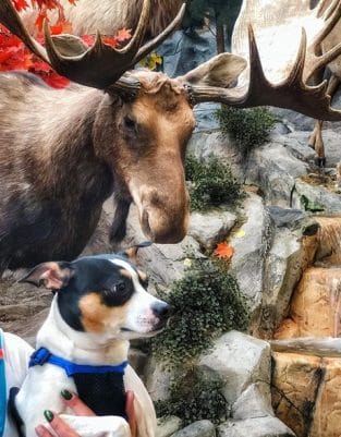 14 Funny Pictures Explaining Why People Choose Rat Terriers - PetPress