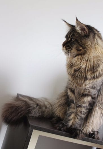 14 Indisputable Facts That Maine Coon is the King of Beasts! - PetPress