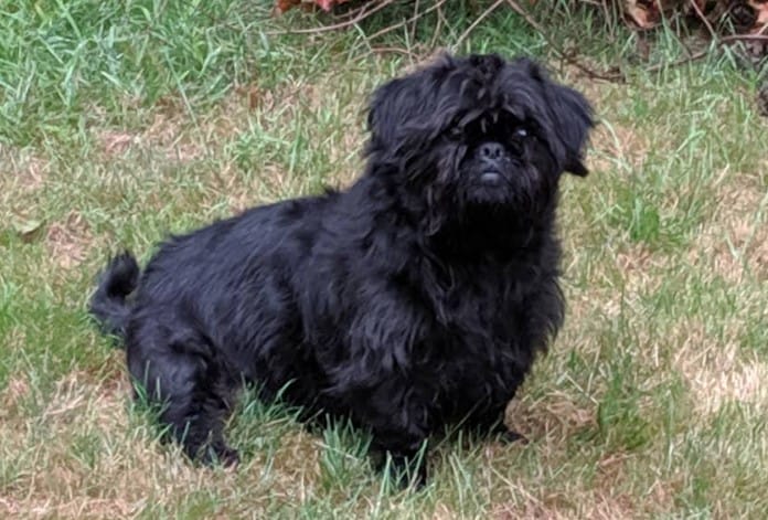 48 Ridiculously Cute Pug Mixes You Have To See To Believe - PetPress