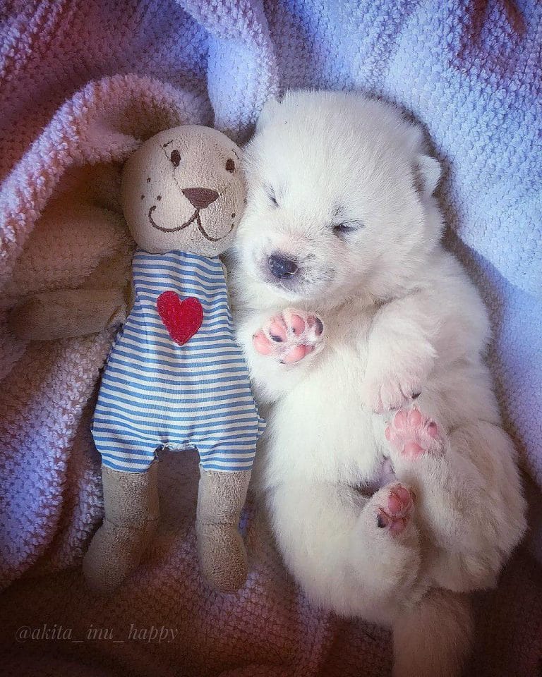 14 Akitas So Happy You Can’t Help But Smile - PetPress