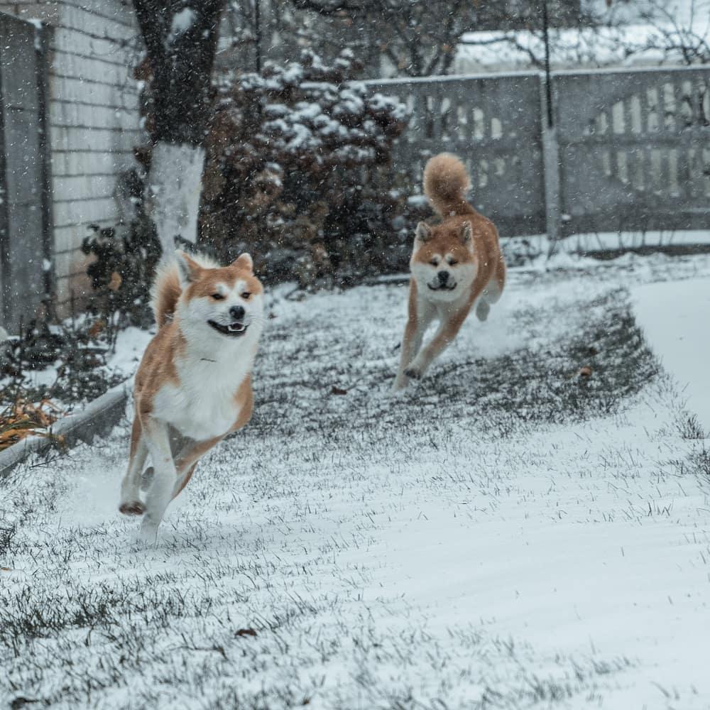 14 Photos That Tell How Akitas Spend Winter Holidays - PetPress
