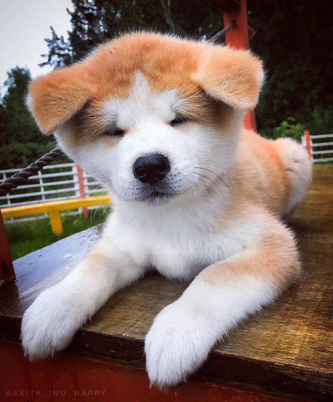 14 Akitas So Happy You Can’t Help But Smile - PetPress