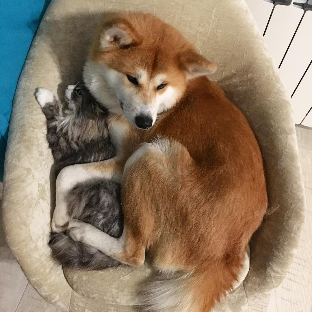 15 Things All Akita Inu Owners Must Never Forget - PetPress