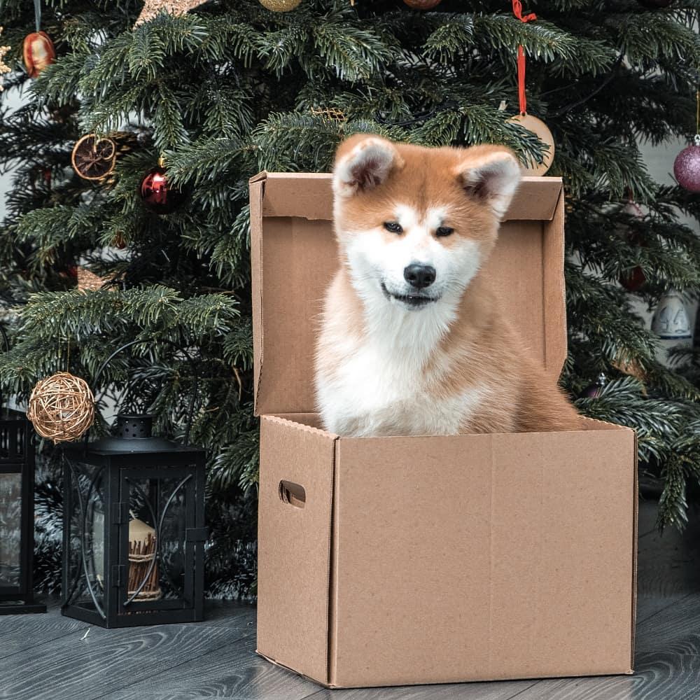 14 Photos That Tell How Akitas Spend Winter Holidays - PetPress