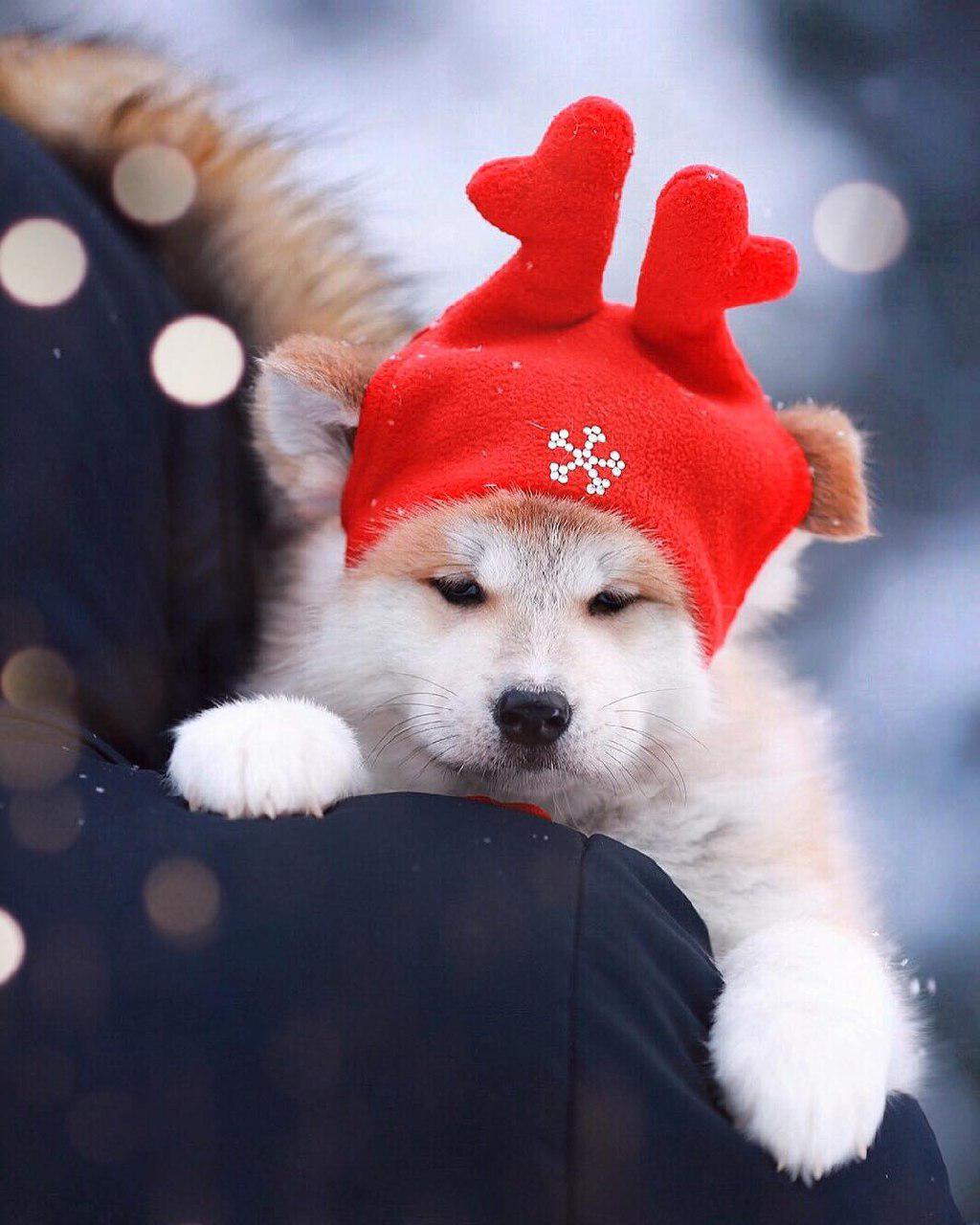 14 Akitas So Happy You Can’t Help But Smile - PetPress