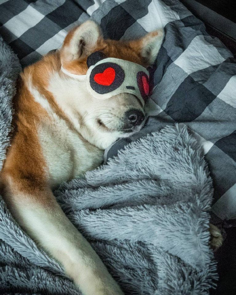 14 Photos That Tell How Akitas Spend Winter Holidays - PetPress