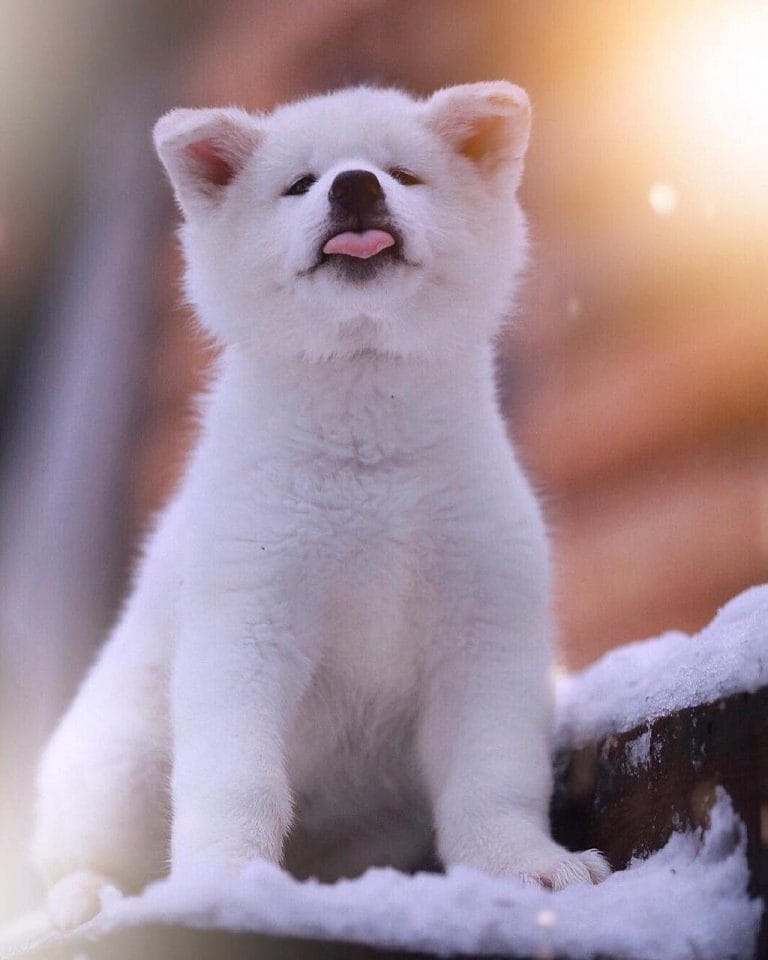 14 Akitas So Happy You Can’t Help But Smile - PetPress
