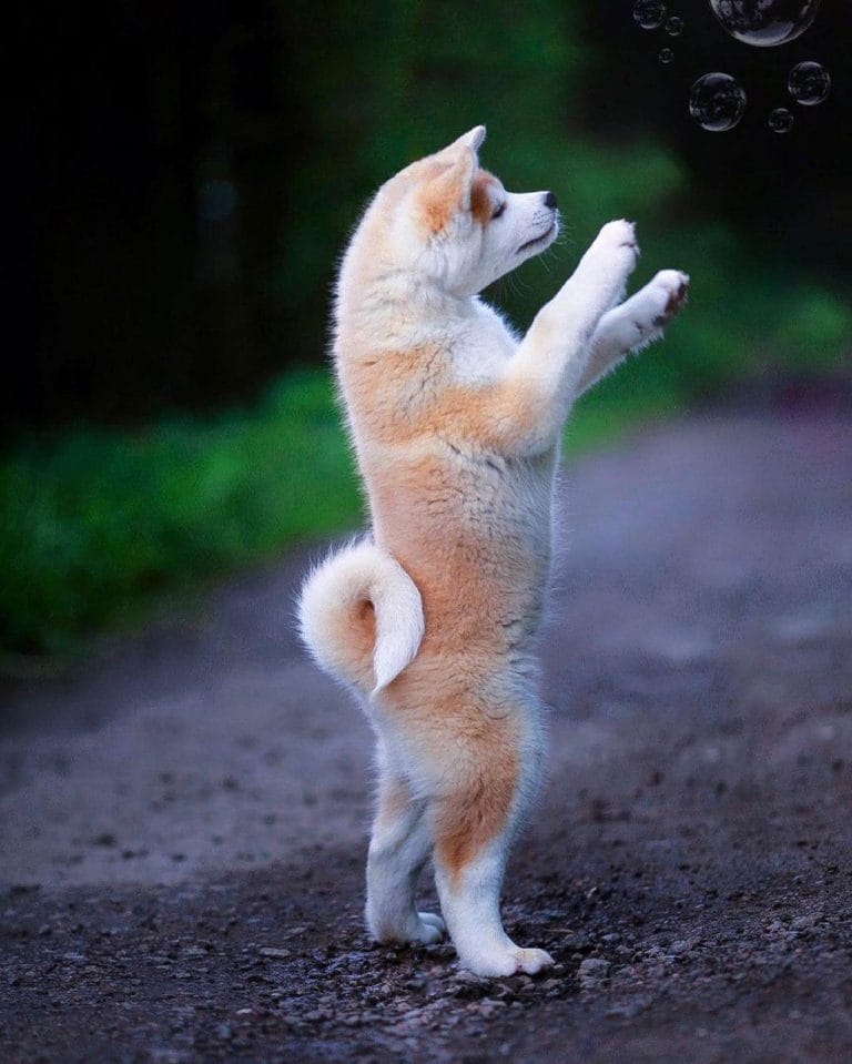 14 Akitas So Happy You Can’t Help But Smile - Page 2 of 3 - PetPress