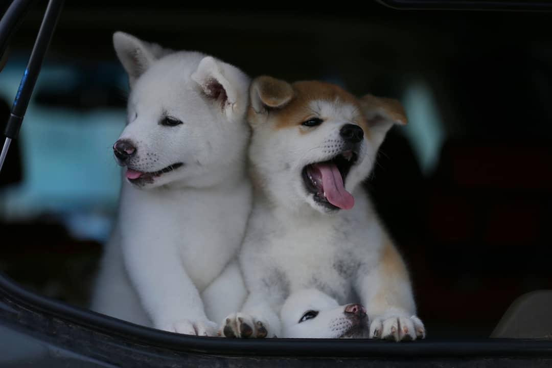 14 Akitas So Happy You Can’t Help But Smile - Page 2 of 3 - PetPress