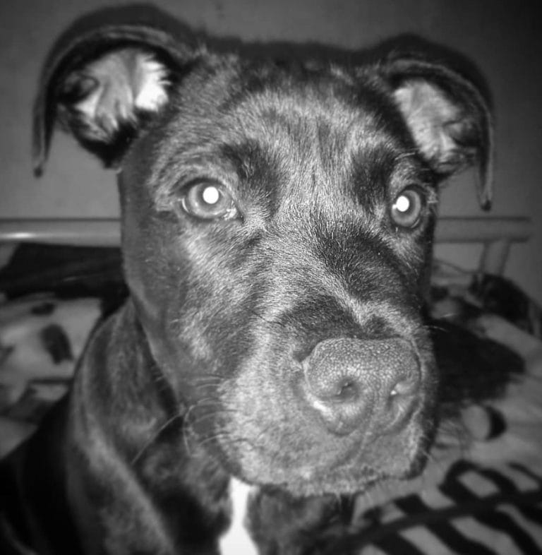 59 Labrador Retrievers Mixed With Other Breeds That Was Pawsome