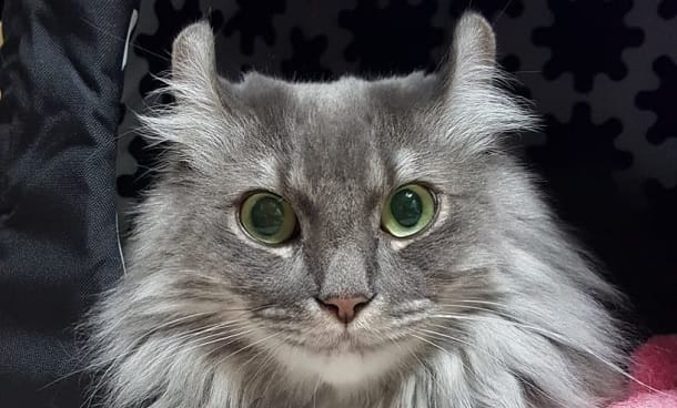 15 Magnificent Facts About The American Curl Cat - PetPress
